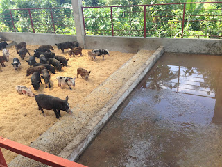 Philippine Native Pig Network: UNDERSTANDING THE PHILIPPINE NATIVE PIG ...