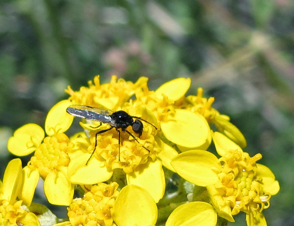 Bug Eric: March Flies in May
