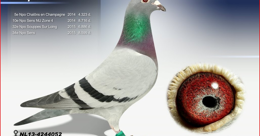 Pigeon Fever: Spider