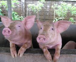 Nancy's Arts & Crafts: Drawing Pig Feet