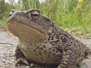 Creeping Toad: Springful of toads