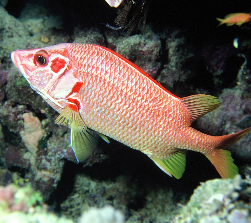 Artes de Pesca: ACTINOPTERYGII