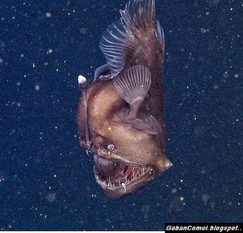 Ikan Pelik Yang Mampu Mengeluarkan Cahaya. ~ zamrispoon