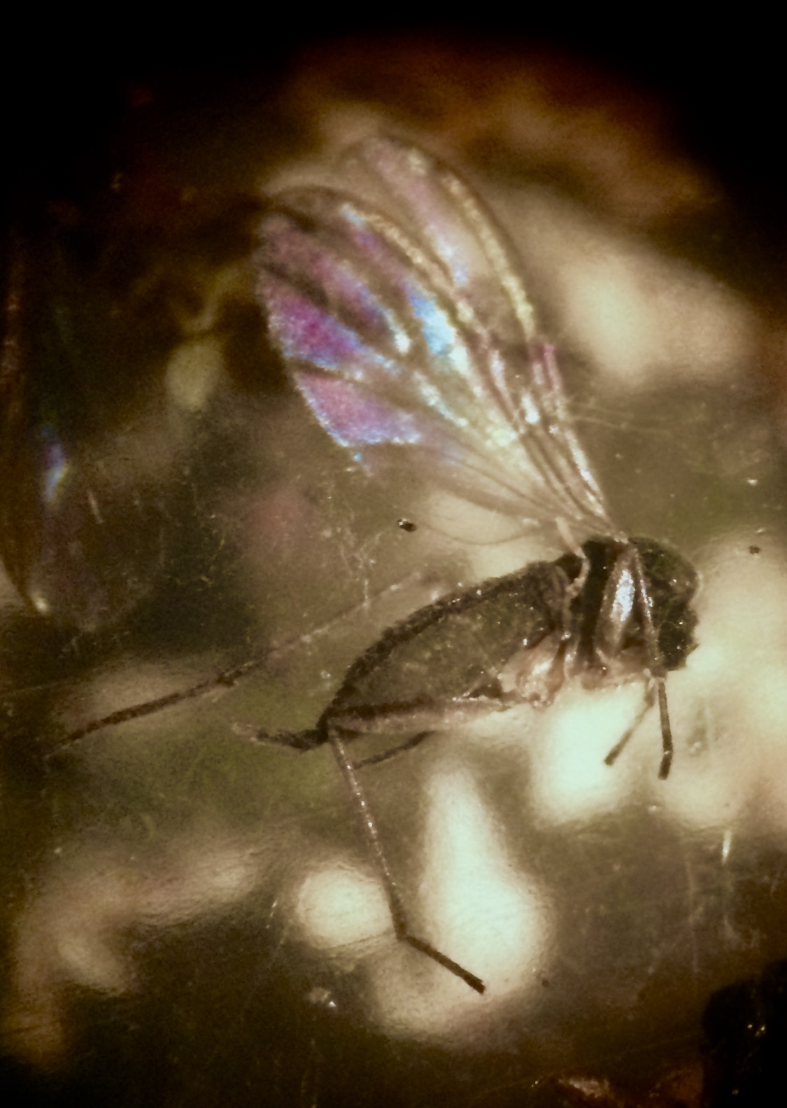 L.A. County Arboretum & Botanic Garden Plant Info: Punkies NOT Parasitosis