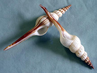 All About Life: She sells seashells by the seashore