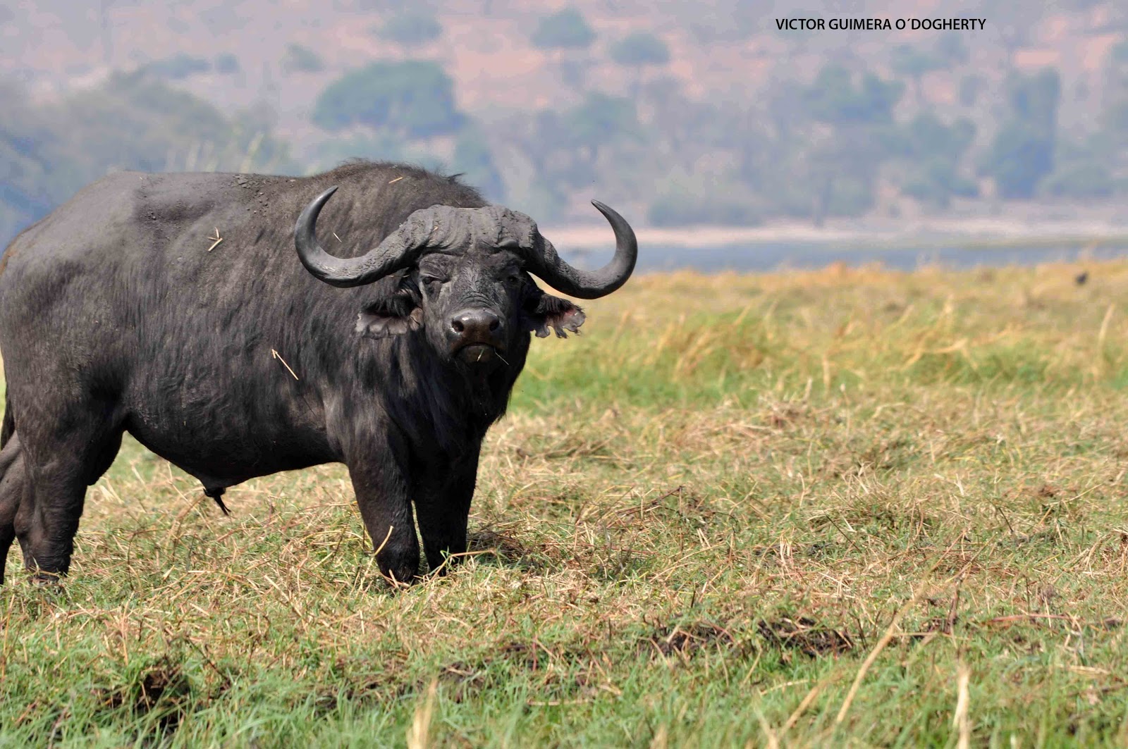 Mis imágenes de aves: BUFALOS EN EL CHOBE