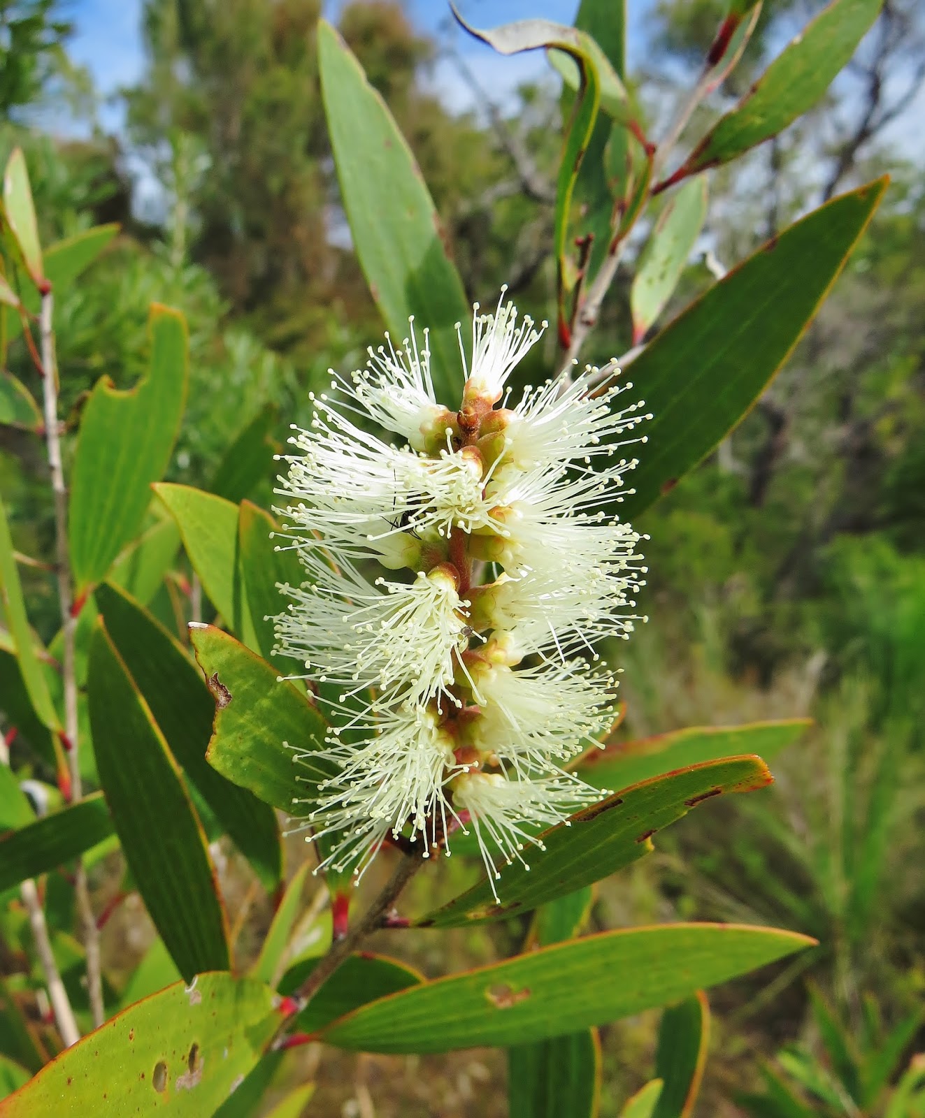Bribie Island bursts into spring colour