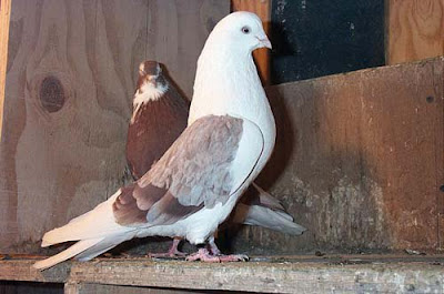 Beautiful Fancy Pigeons | USA & UK Pigeons Photos Kabootar parwari ...