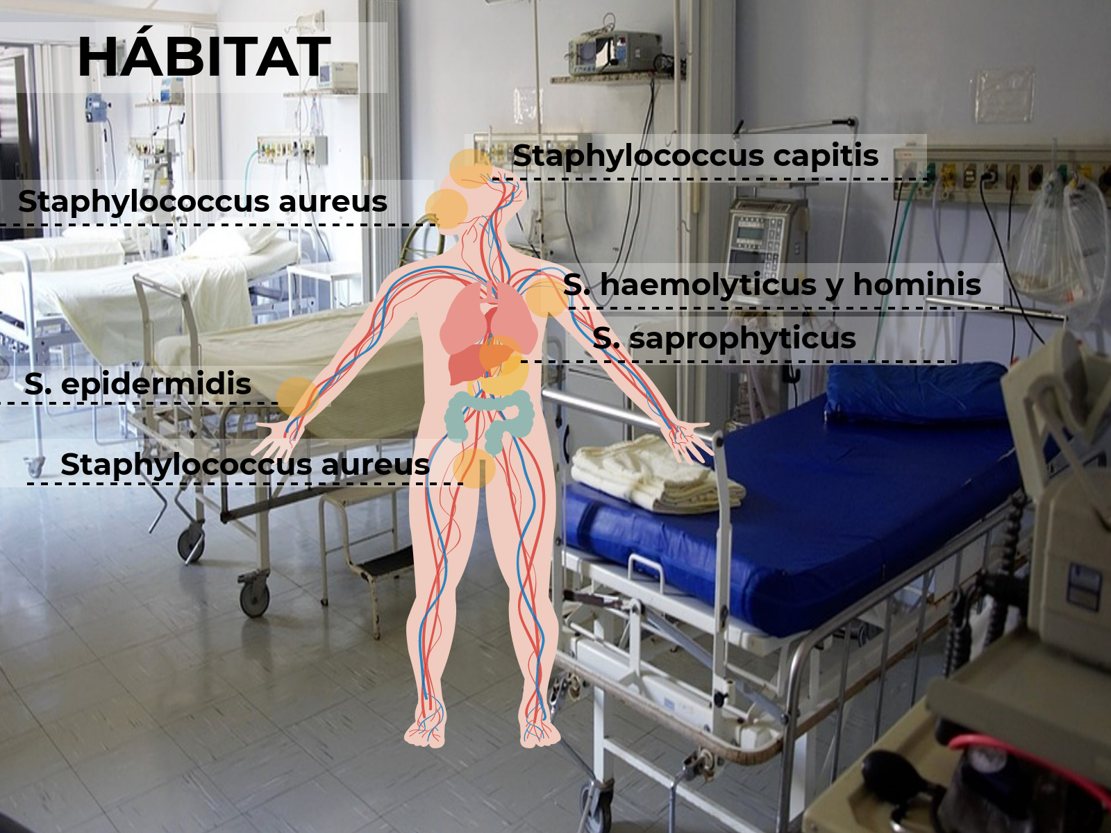 Staphylococcus - Generalidades