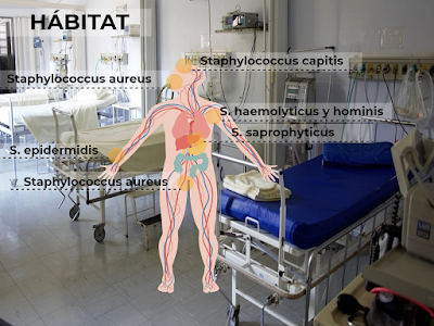 Staphylococcus - Generalidades