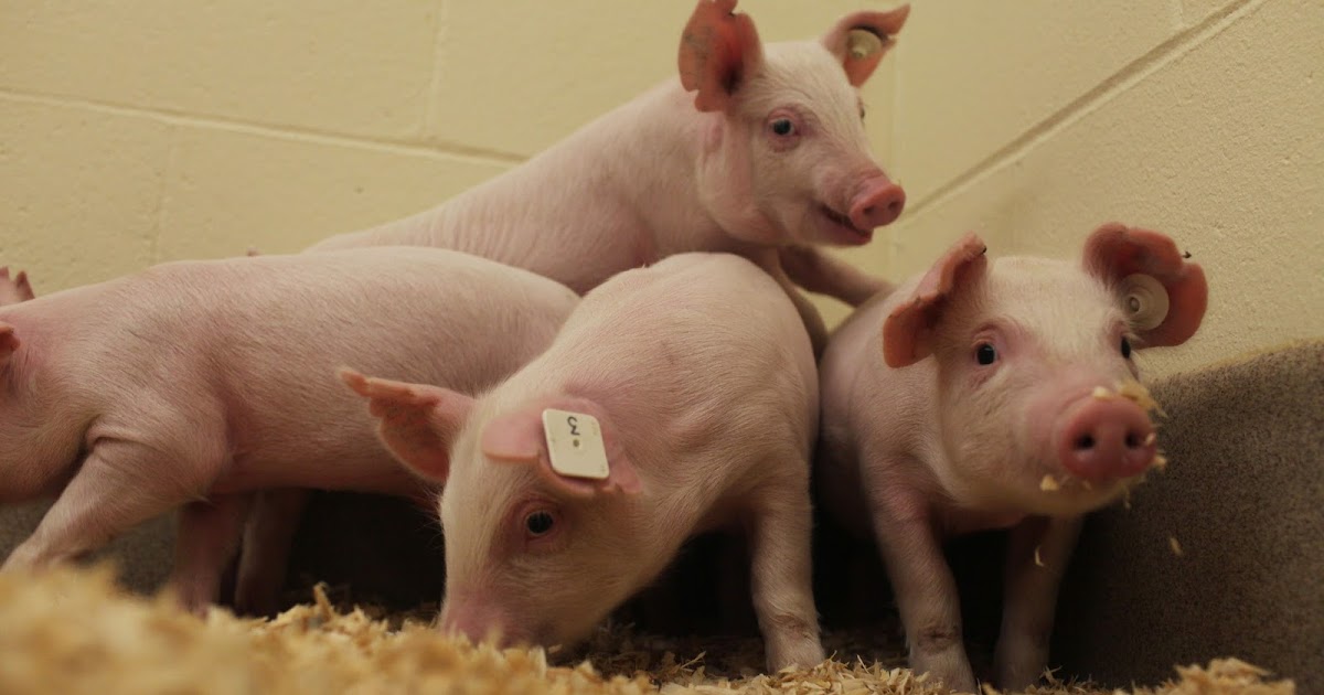 Pigs that are Resistant to Incurable Disease Developed at University of ...