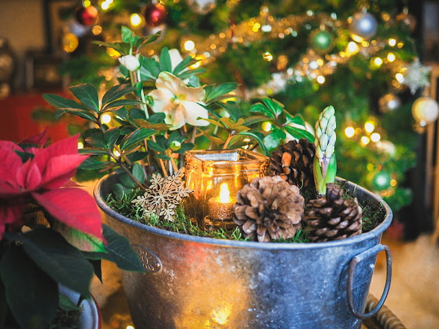 Näin teet pitkään hyvänä pysyvät joulukukka-asetelmat - Piparkakkutalon ...