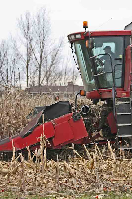 East Gwillimbury CameraGirl: Cutting Field Corn/Our World