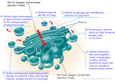 Aparatus Golgi: Pusat Pengiriman dan Penerimaan - BELAJAR BIOLOGI
