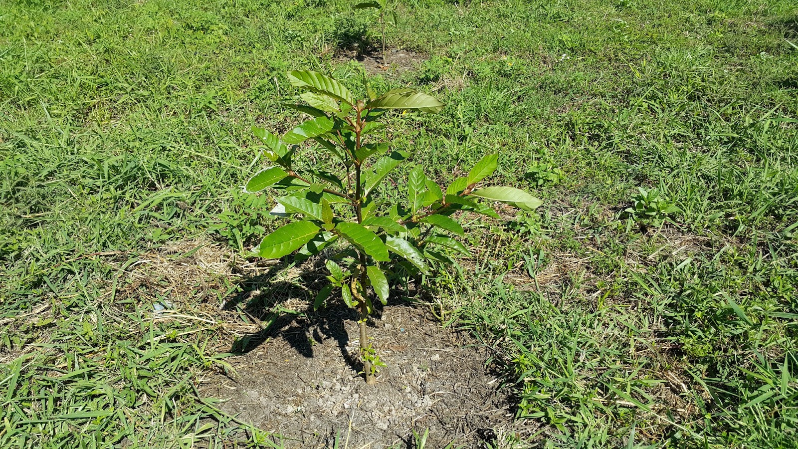Lake Mainit of the Philippines: 2015.05.30 Bangkal Tree Planting at ...