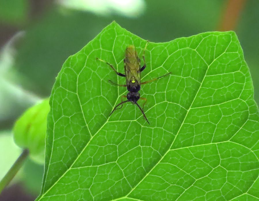 Port and Wey: Portland Insects I-S