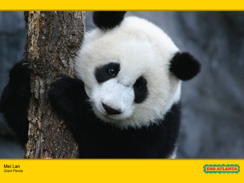 My Temple of Nature: Perfect Pandas