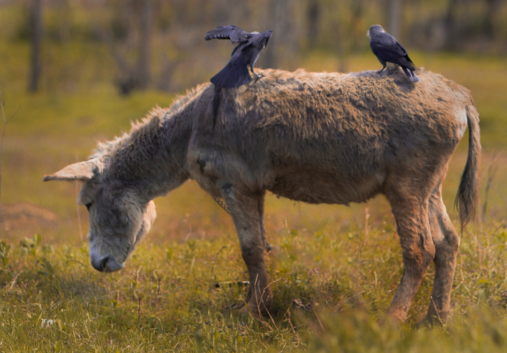 despre ....... lumea mea.: duminica si magarul care duce'n spate ...ciorile