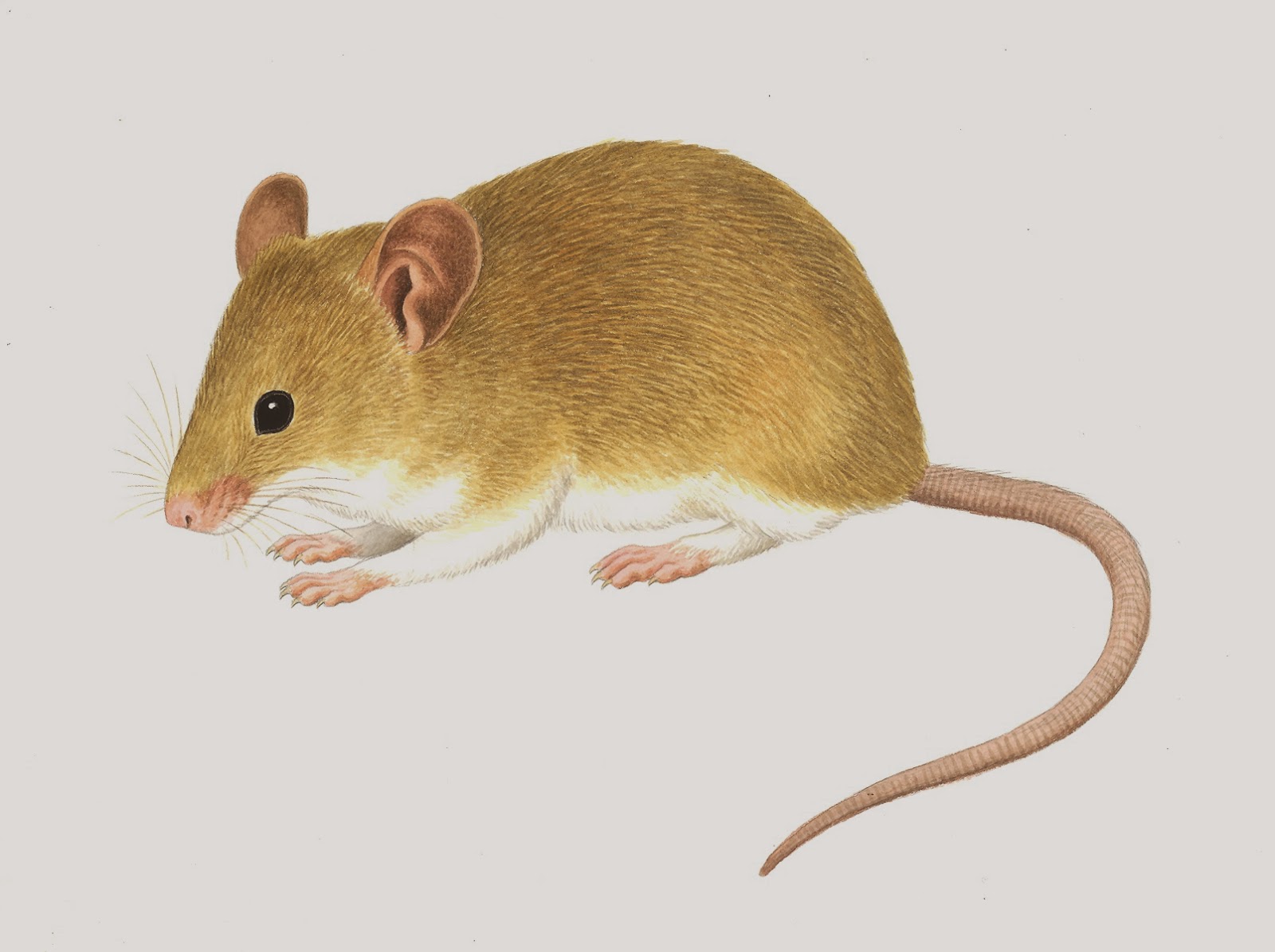 Drawings & Scientific Illustration of Nature, by Marcos Oliveira ...