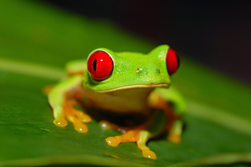 Animales Exoticos: Rana de ojos rojos