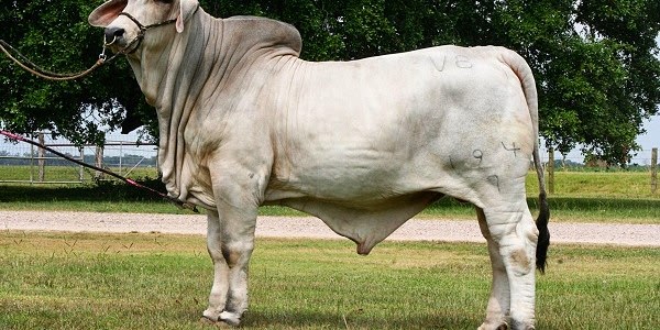 GAMBAR SAPI BRAHMAN 21 | GAMBAR SAPI