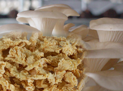 Manfaat dan khasiat jamur - fahrudin