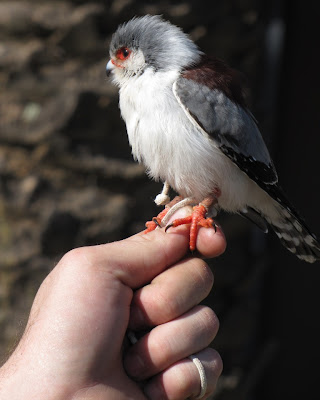 Crowned Eagle Research in KwaZulu-Natal: Free State Falconry Club 2012 Meet