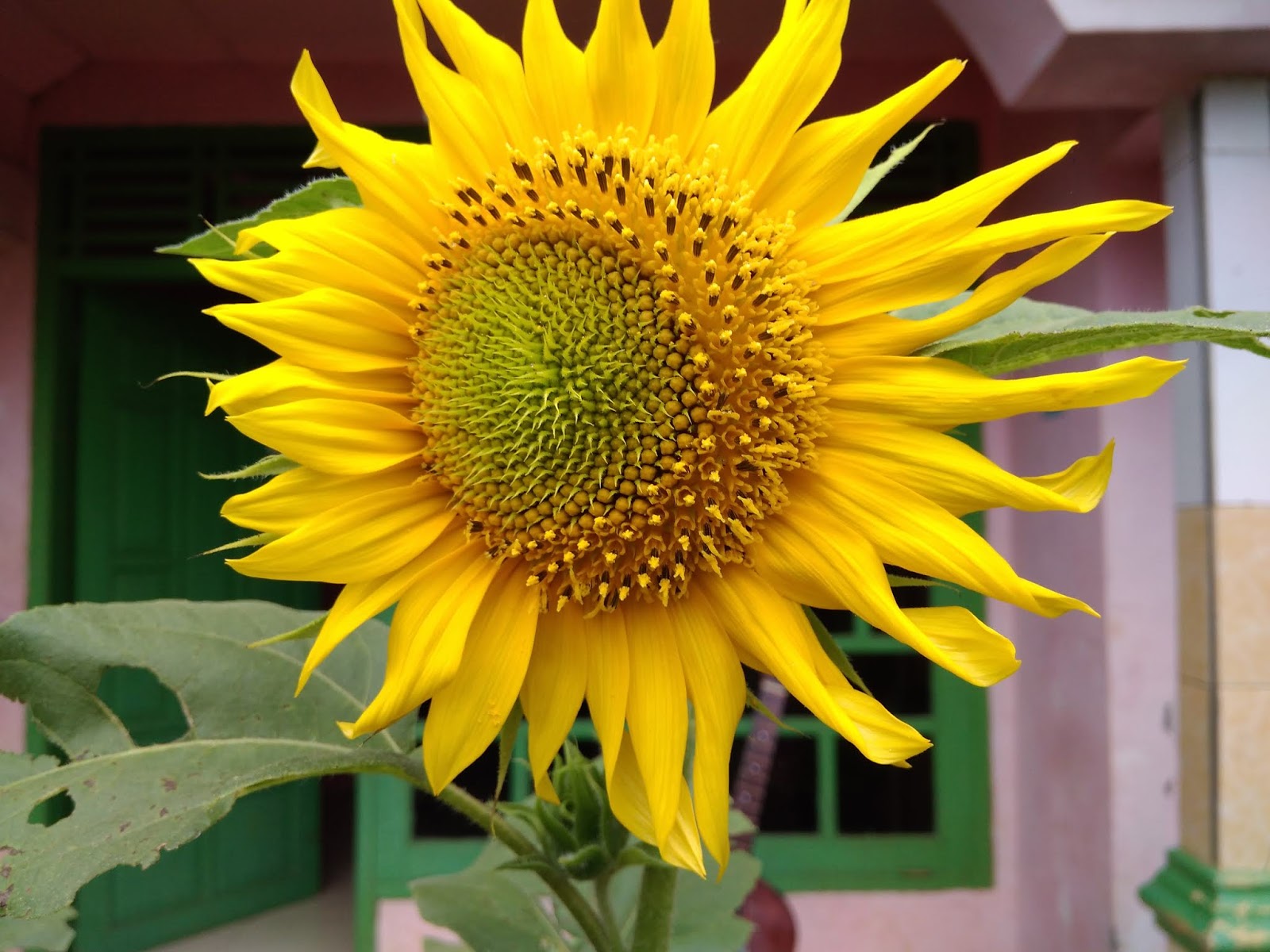 Cara menanam bunga cepat berbunga indah