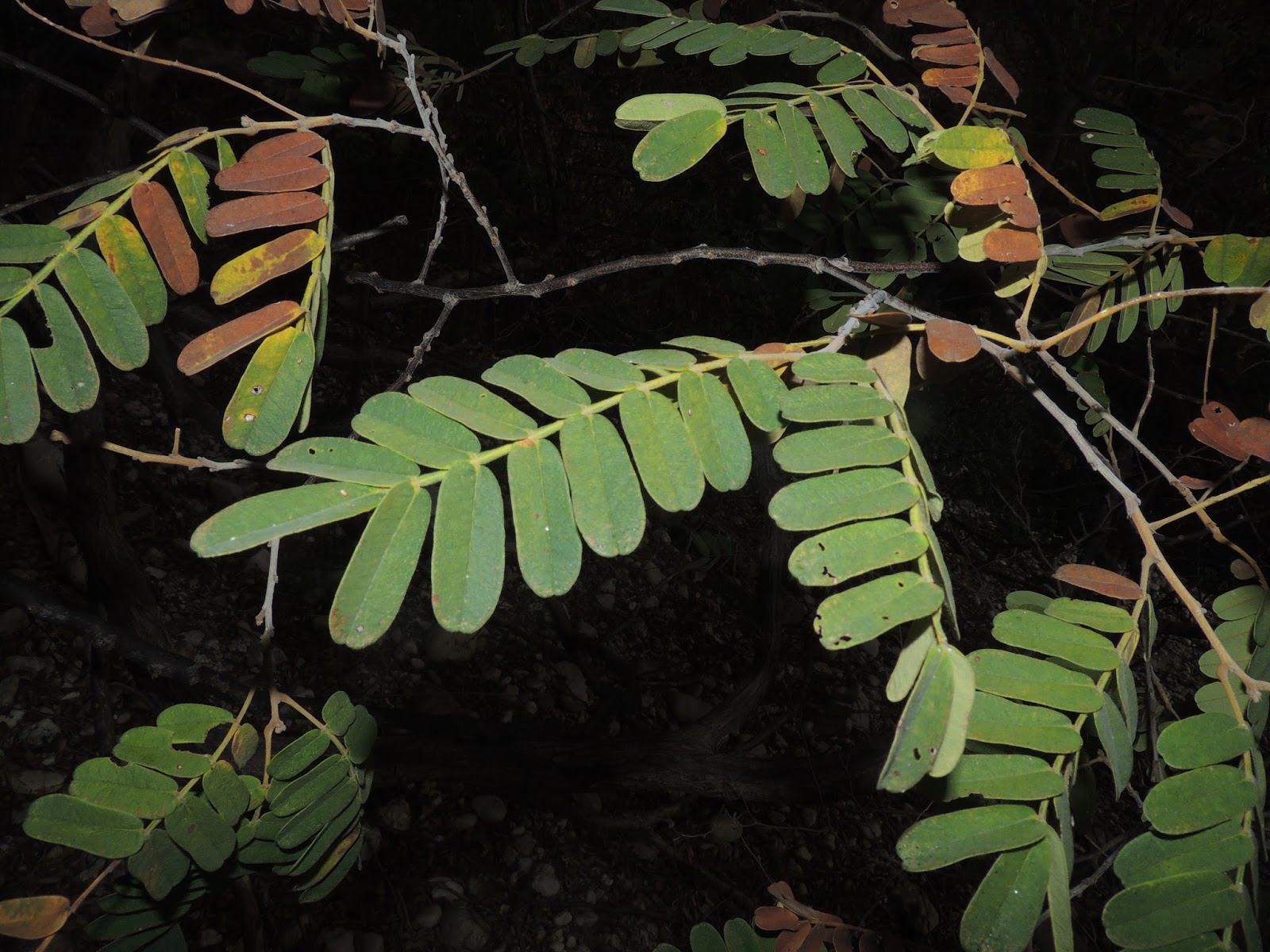 Fabaceae - Leguminosae no Brasil: Fabaceae - Swartzia flaemingii Raddi
