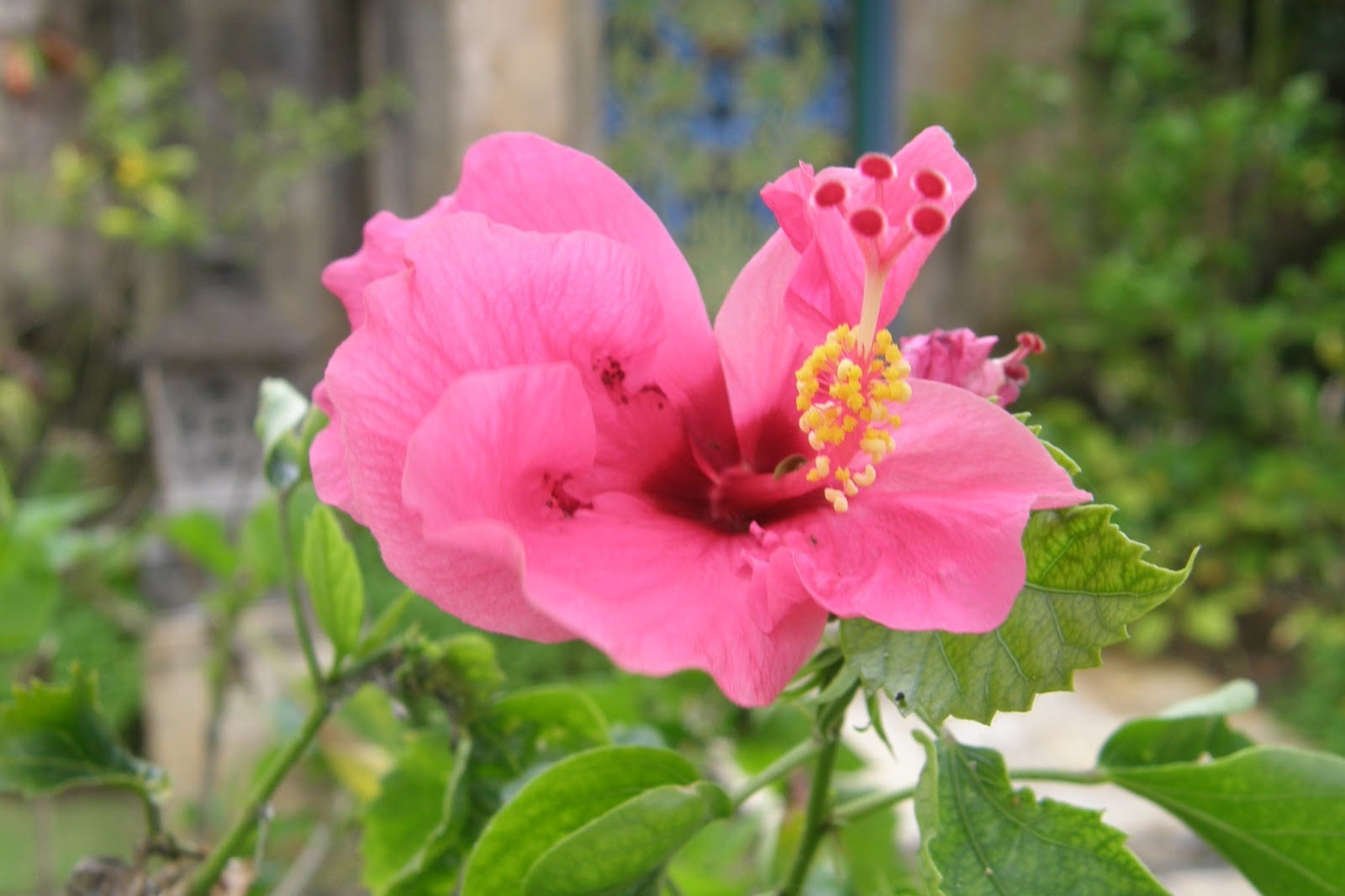 Four Seasons: Saturday Snapshot 6th April - Bali Flowers