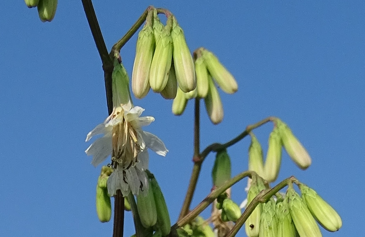 Notes from Halibut Point: The Daisy Family, Part 1