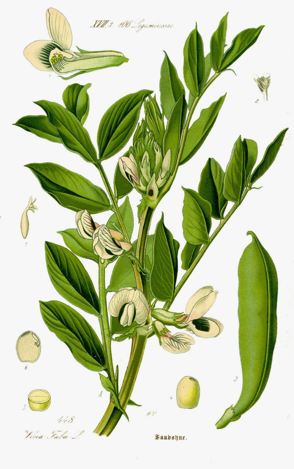 A Digital Botanic Garden: Broad bean aka faba bean, Vicia faba, Fabaceae