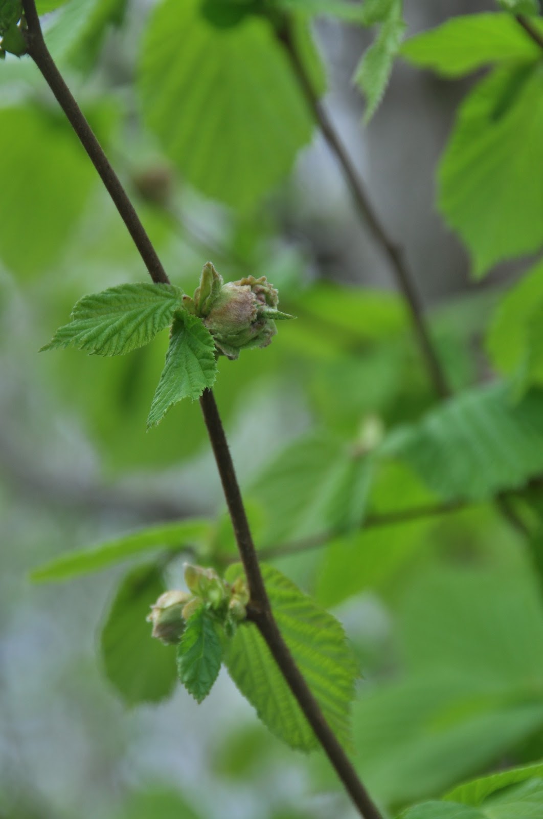 Plants Blog: Corylus avellana; ‘Common Hazel’