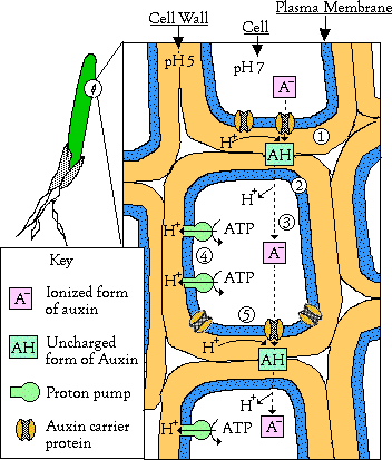 Plant Biotech: Auxins