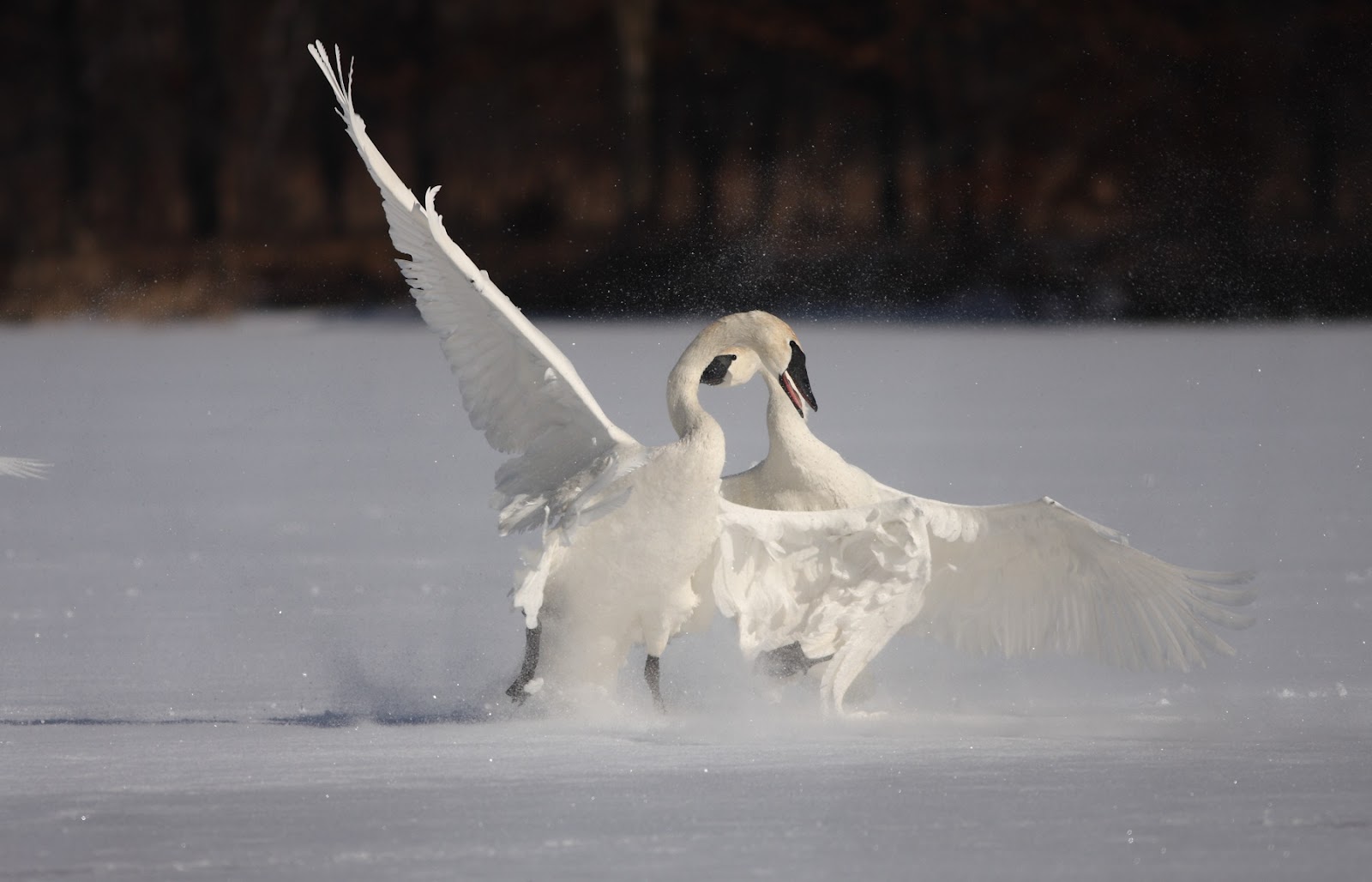 One Thousand Days in Nature: Trumpeter Swans of February