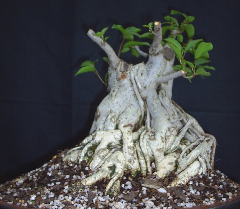 LENNARD'S BONSAI BEGINNINGS.: Ficus burkei sumo trunk