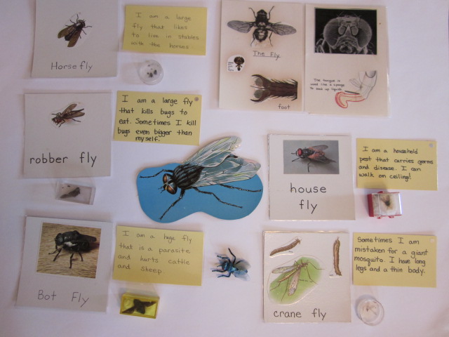 Inspired Montessori, Reggio Loose Parts, and Children's Art : Huge Unit ...