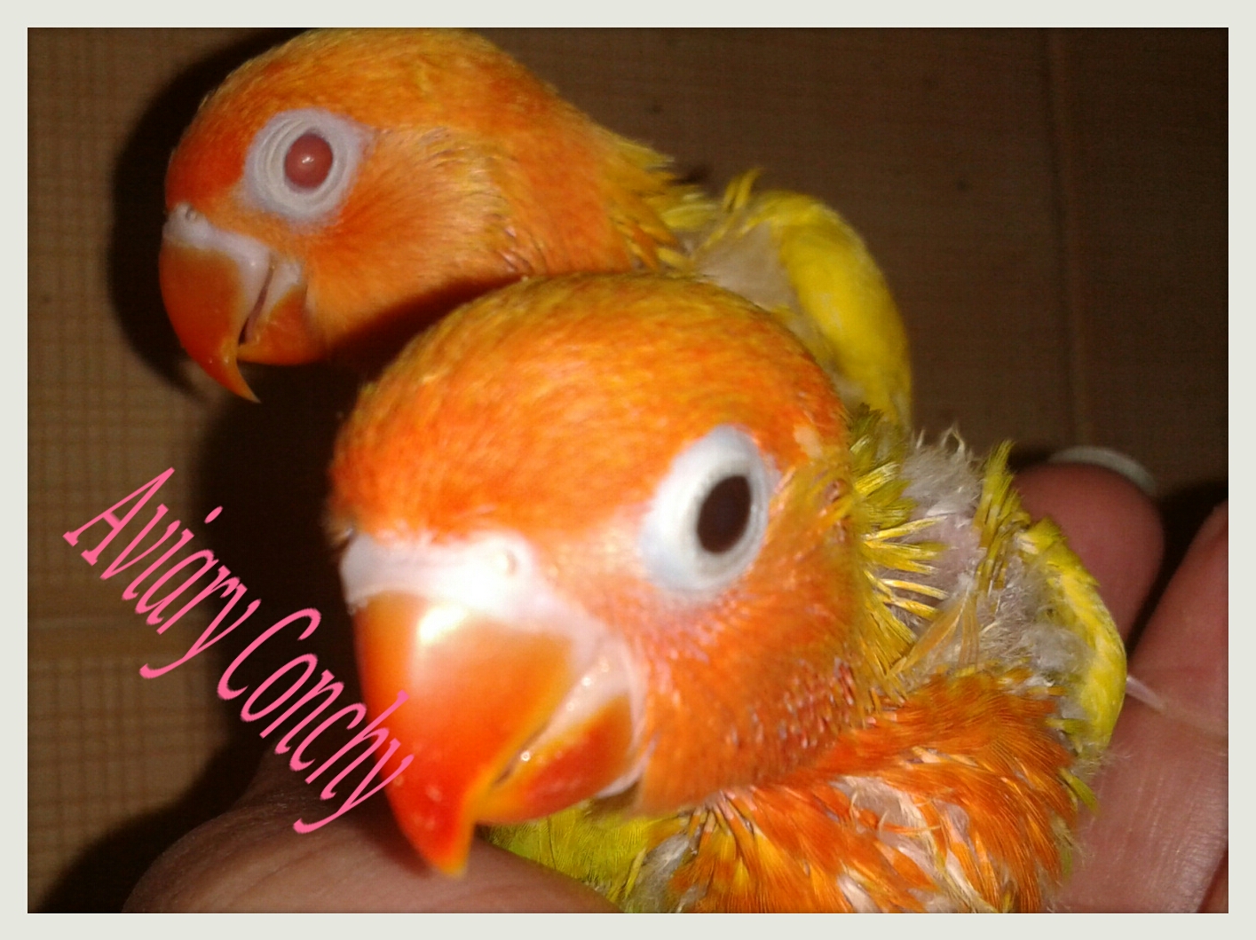 Aviario de conchi: Agapornis papilleros