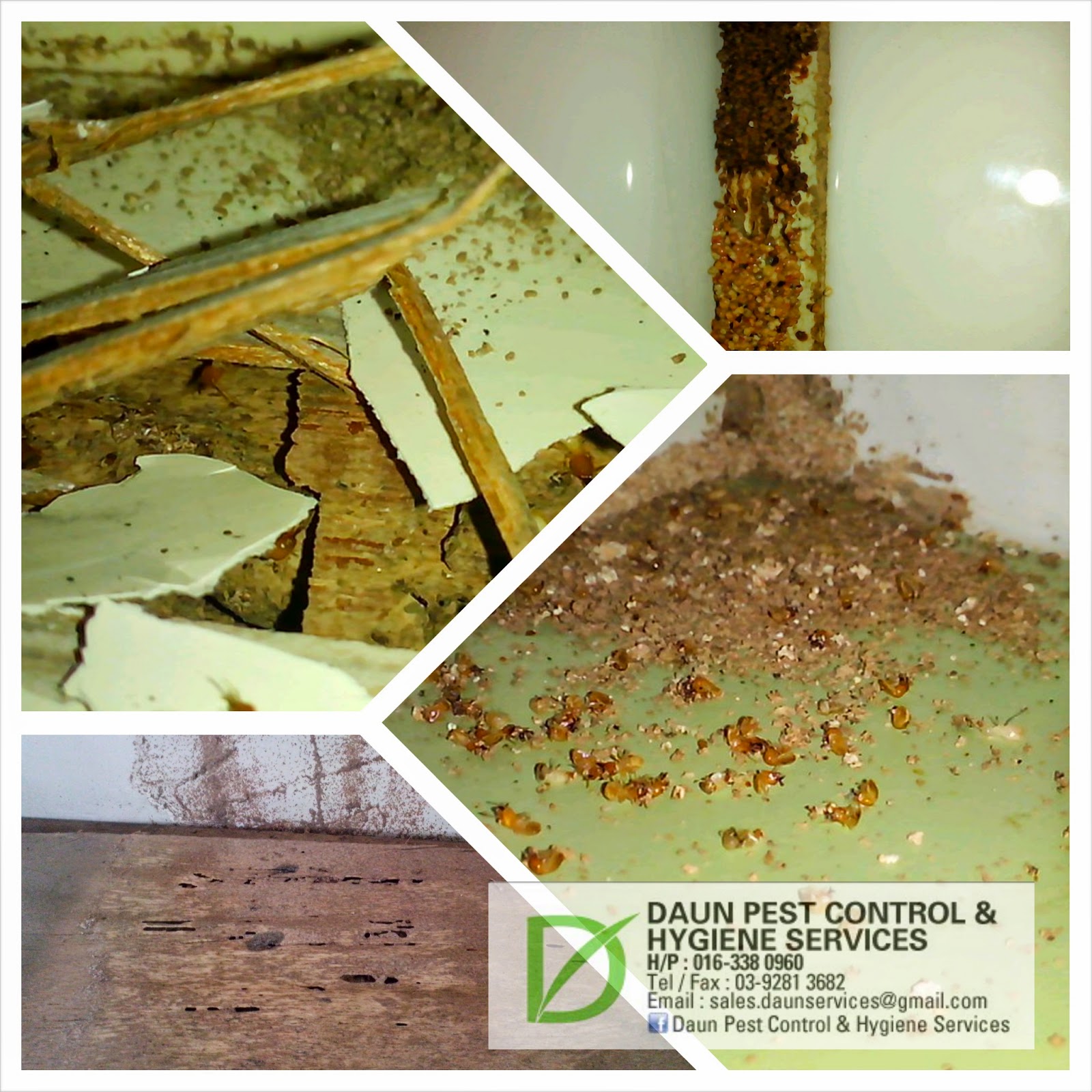 DAUN PEST CONTROL AND HYGIENE SERVICES: Termites Baiting System ...