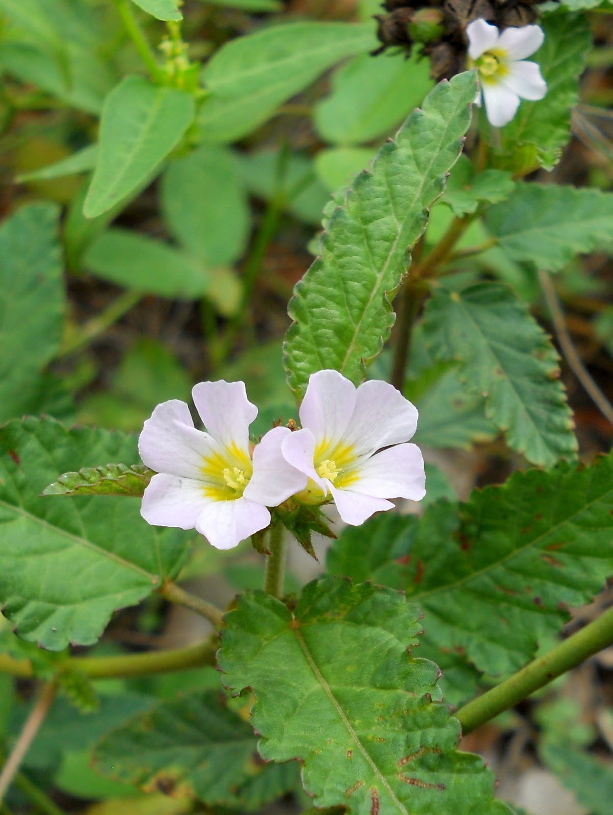 Hobi Belek Bunga Rumput - Koleksi 1 - Relaks Minda