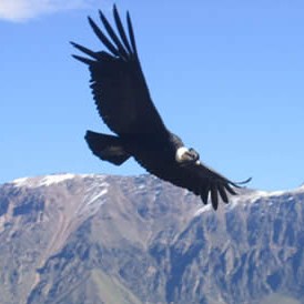 Condors - giant birds of the Andes | Facts About All