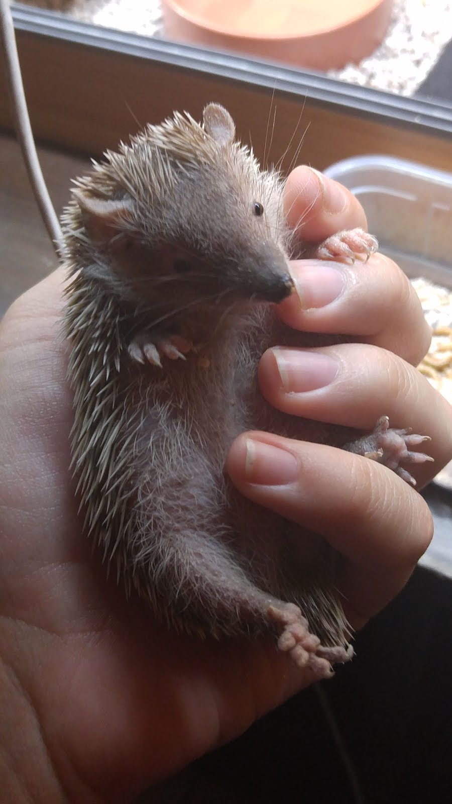 Tiny Tenrecs: Handling Your Tenrec