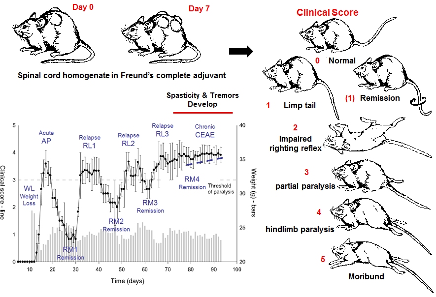 Multiple Sclerosis Research: Do we use EAE to address basic science issues
