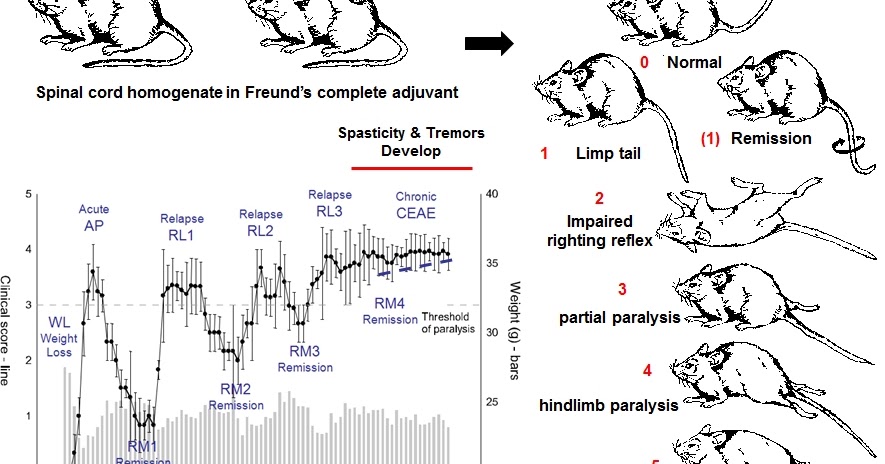 Multiple Sclerosis Research: Do we use EAE to address basic science issues