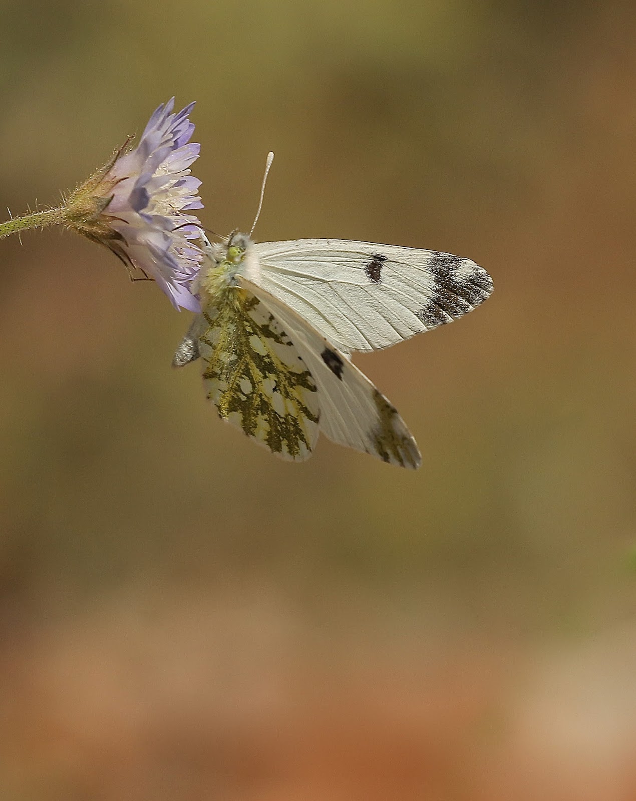 Butterflies of the UK. an insight into their lives: Dappled White, Turkey