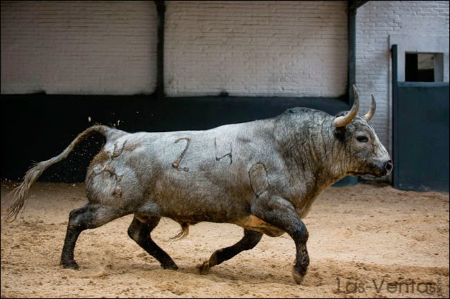 Encastes y castas del toro de lidia: CASTA GALLARDO