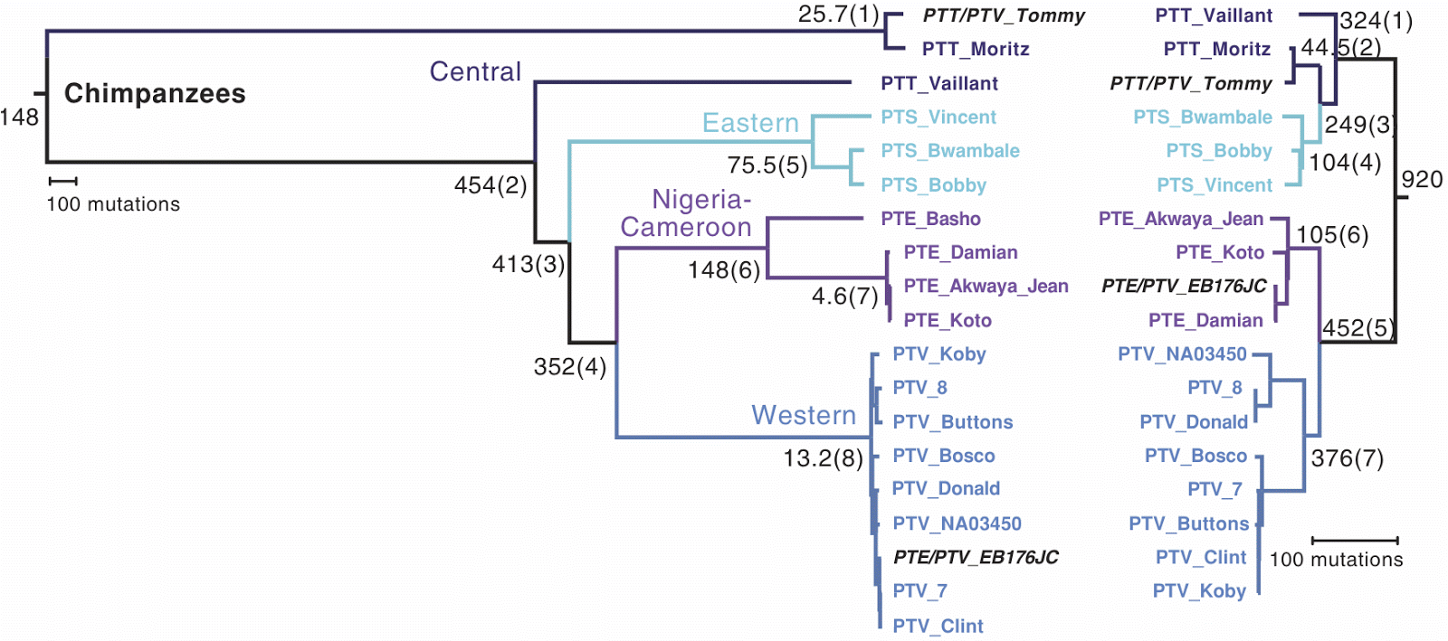 The Genealogical World of Phylogenetic Networks: Y chromosome and ...