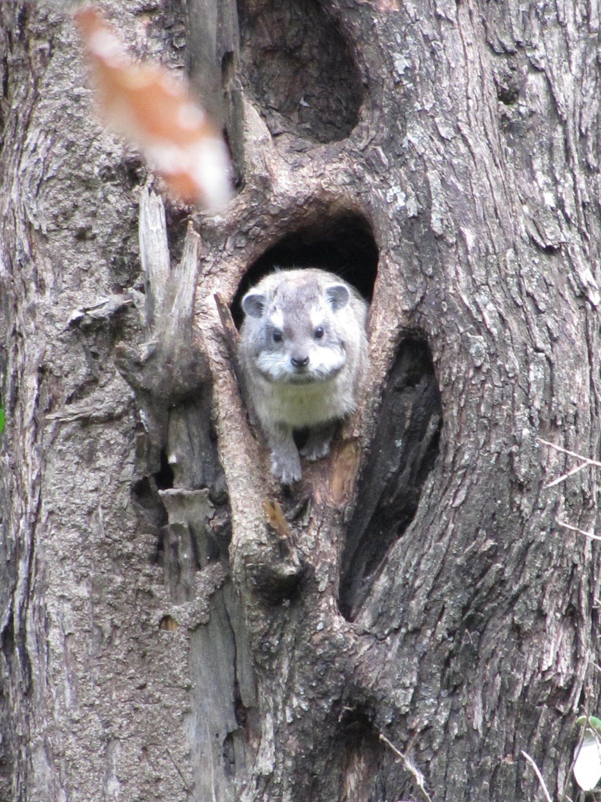Africa Safari 2013: Day - 26 Naivasha to Kentmere Club in Limuru, Kenya