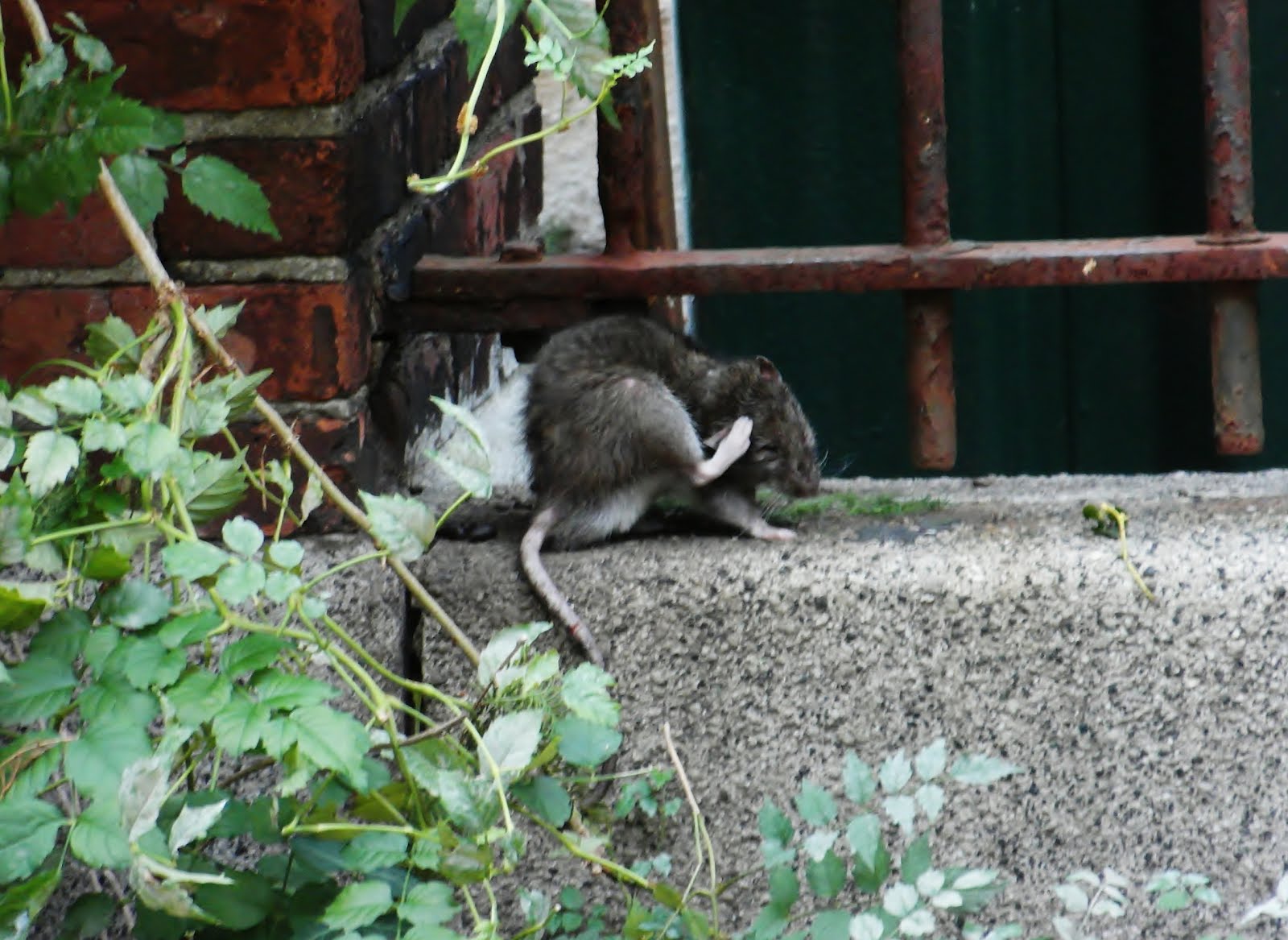 EV Grieve: Today in photos of rats scratching their ears in Tompkins ...