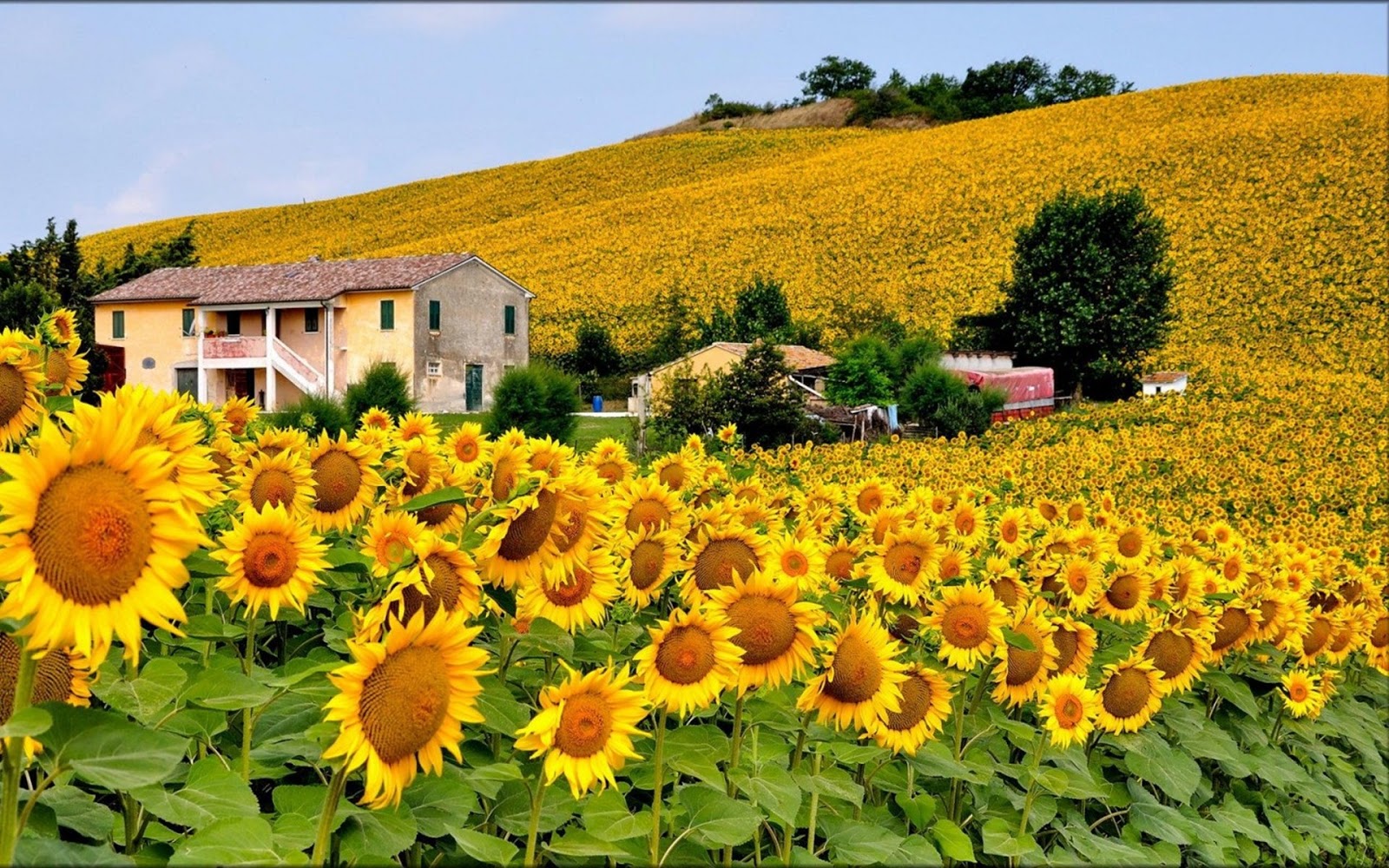 ΗΛΙΟΤΡΟΠΙΑ photos - wallpapers (ανανεωμένο) | the fun bank